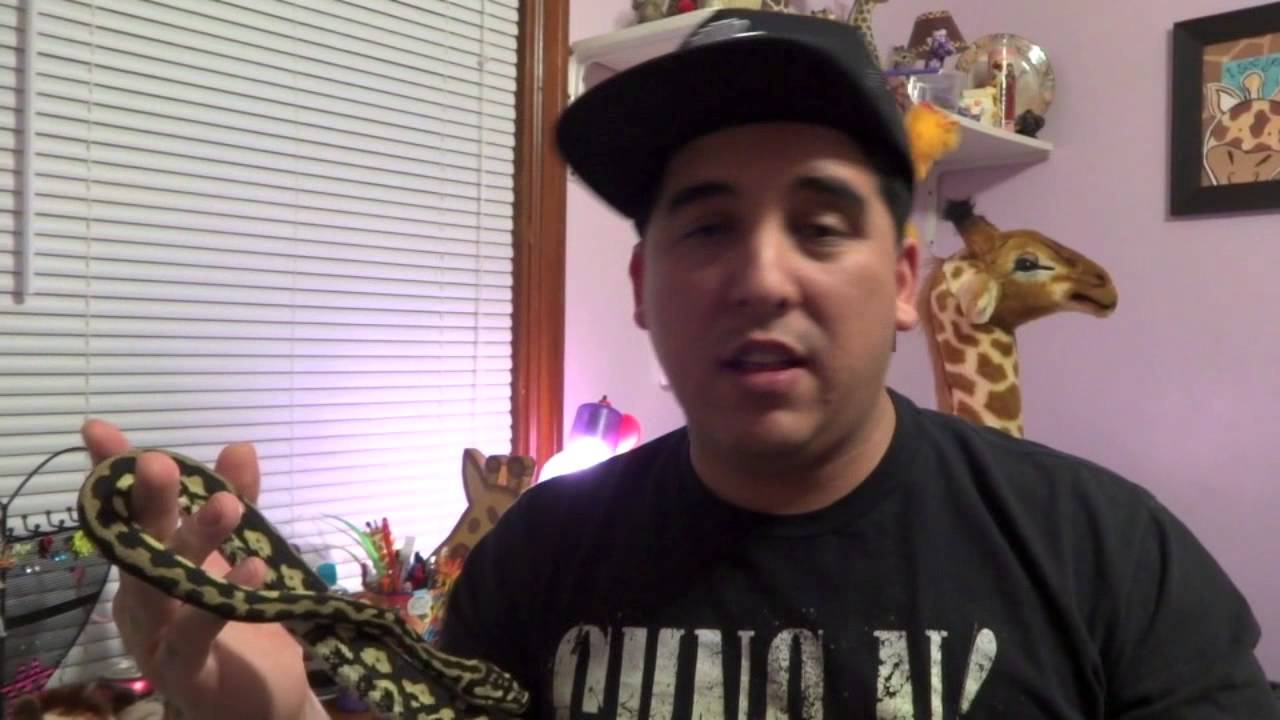 Jungle carpet pythons - YouTube