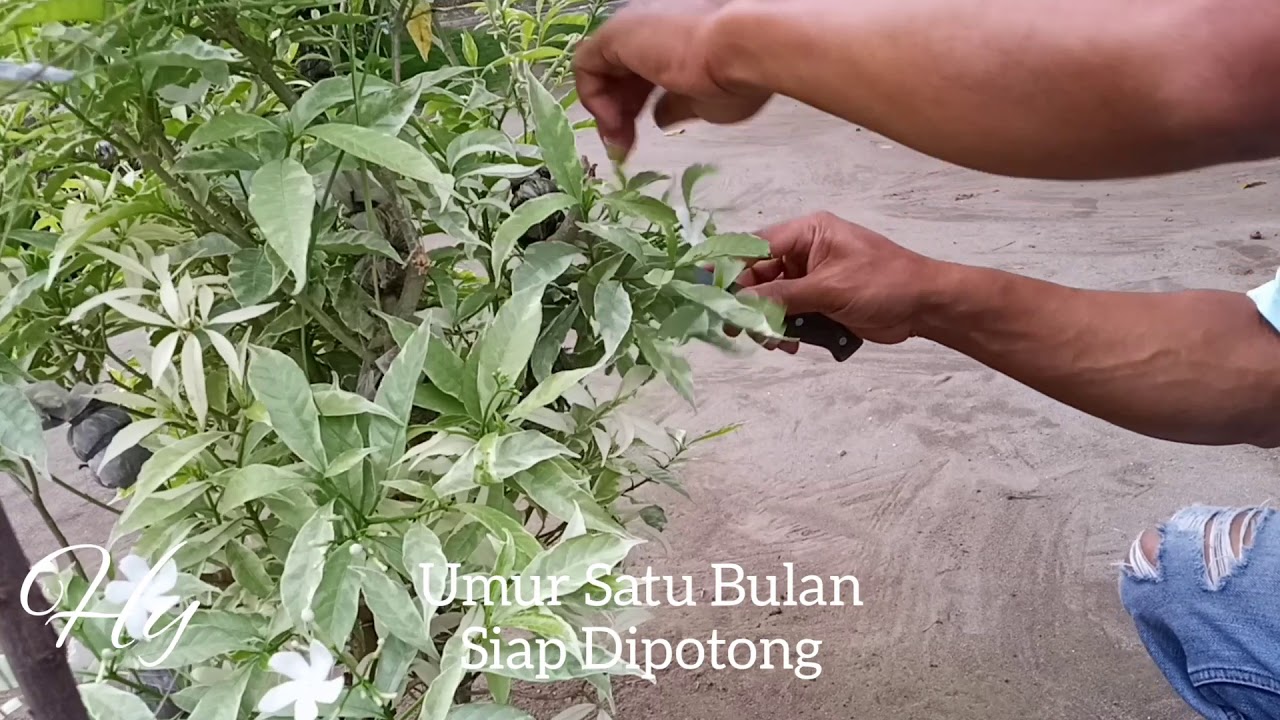 @haryokoyoko8604 Cangkok Tanaman Hias Rombusa Silver Sangat Mudah ...