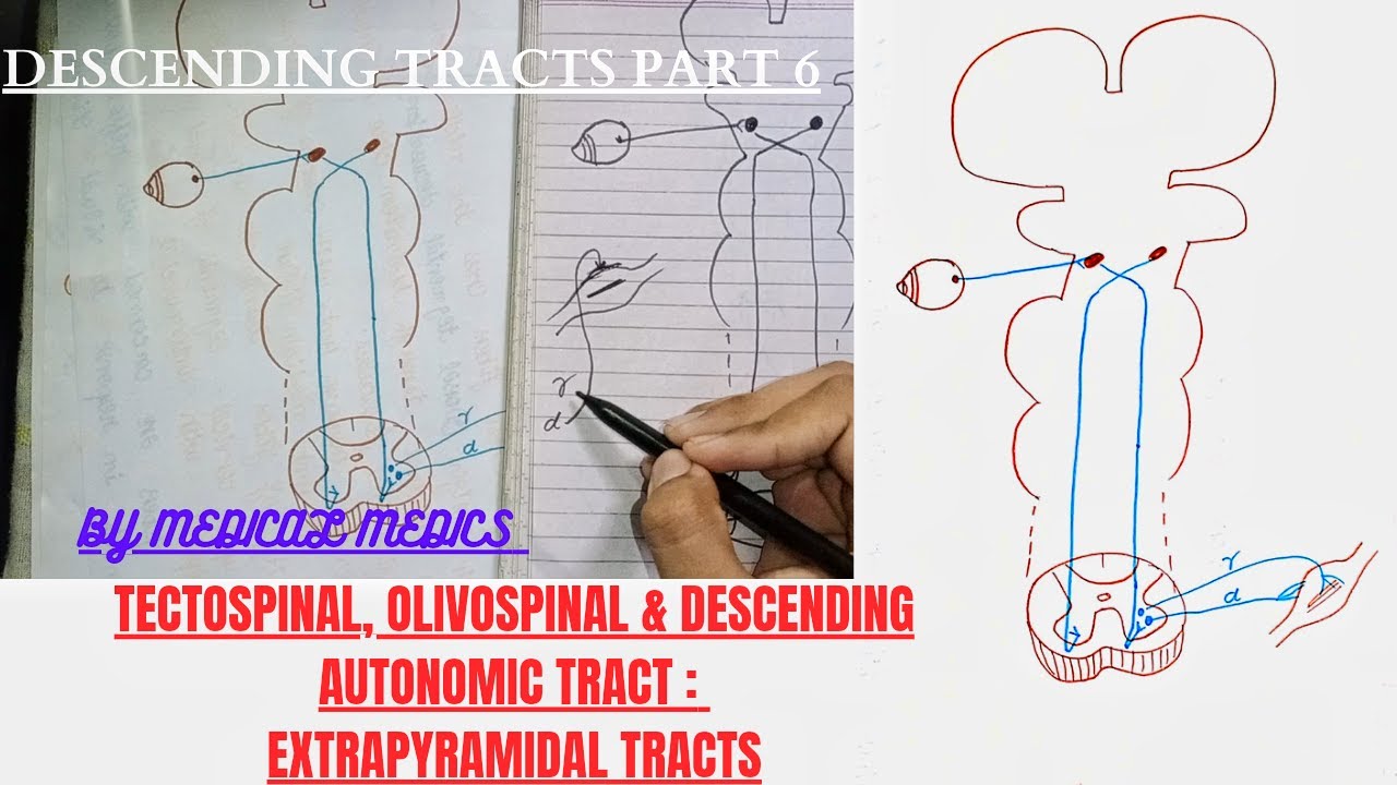 Descending Tracts | Tectospinal , Olivospinal & Descending Autonomic ...