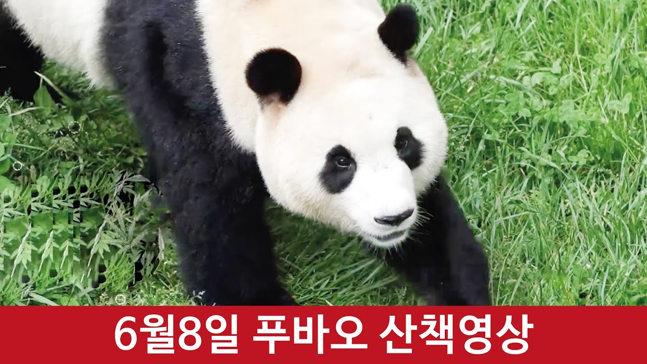 푸바오 모습 6월8일 푸바오의 이렇게 계획된 영상말고 일반에게 공개되는 실제 푸바오의 모습을 보는 날이 빨리 오기를 Youtube