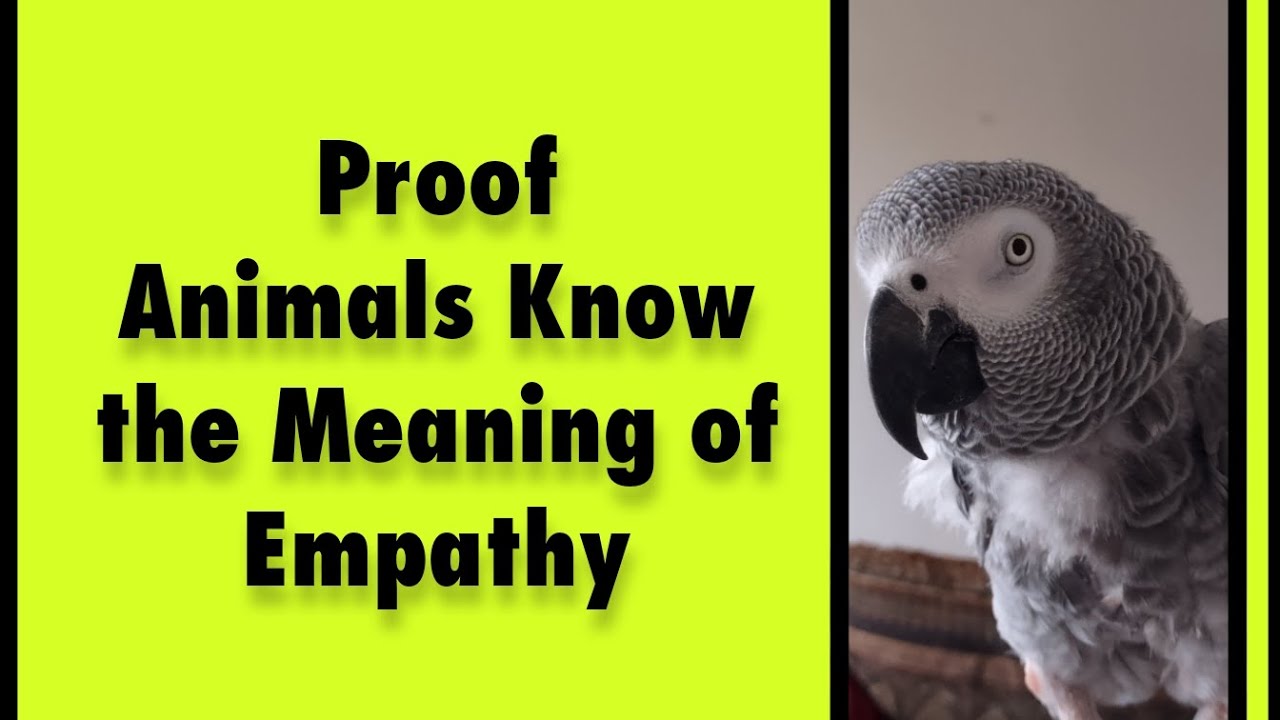Proof Animals Show and Understand Empathy #africangrey #animals #birds ...