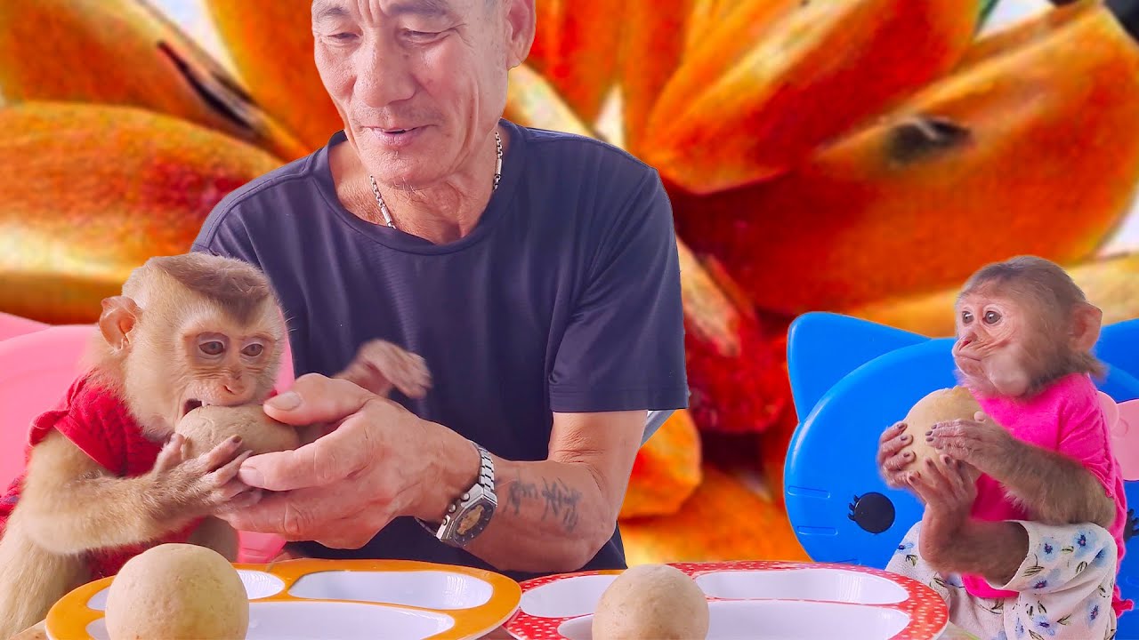 Boy Sam enjoy fruit, sapodilla fruit delicious and sweet - YouTube