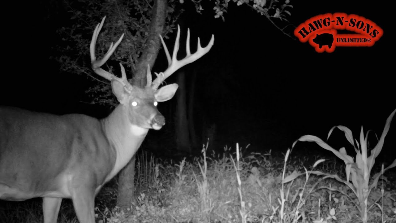 Mr Whitetail Dr Deer - Food Plot Master Video Year 2012 - Time Lapse ...