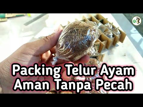 Cara packing telur ayam supaya tidak pecah - YouTube