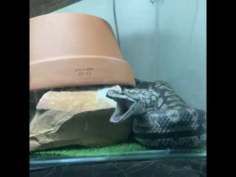 Frank the snake being scary - DankPods Clips #Shorts - YouTube