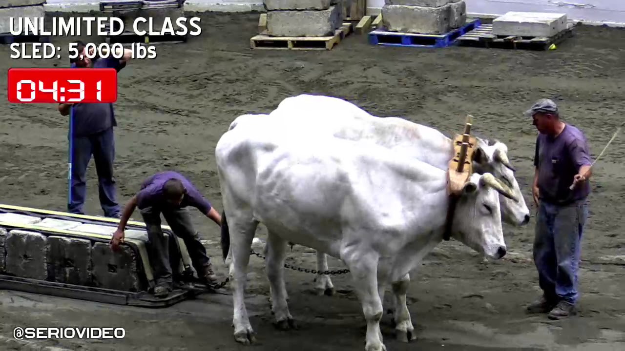 Big E Oxen Pull Unlimited Class - YouTube