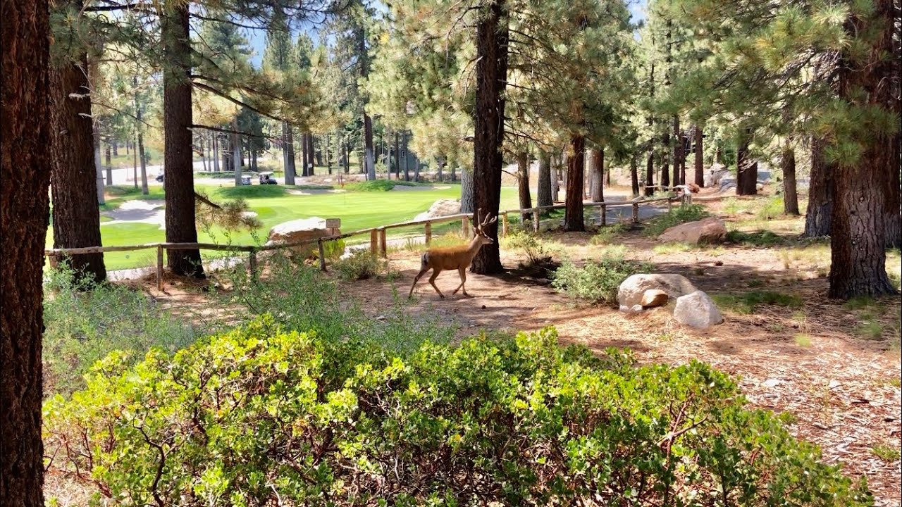 8-Point Buck on the Sierra Star Golf Course at Mammoth Mountain - YouTube