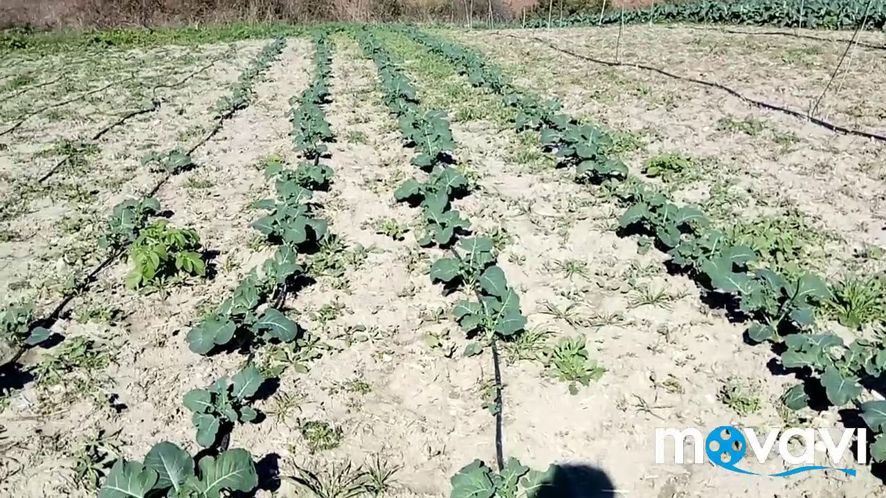 ΑΤΤΑΠΟΥΛΓΙΤΗΣ ΣΕ ΠΕΙΡΑΜΑ ΜΕ ΜΠΡΟΚΟΛΟ ΣΤΗΝ ΓΡΑΜΜΗ ΦΥΤΕΥΣΗΣ!ΤΟ ΑΠΙΣΤΕΥΤΟ ...