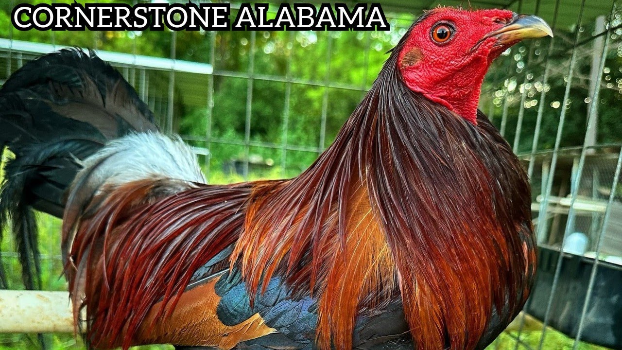 Beautiful Blueface Grey Kelso CORNERSTONE FARMS Albama - Farm Visit ...