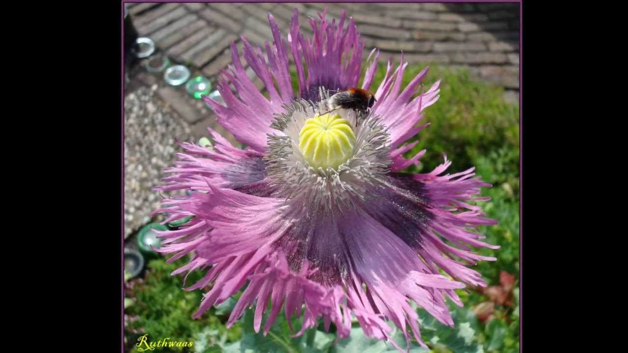 Poppies, Song of Bird - YouTube