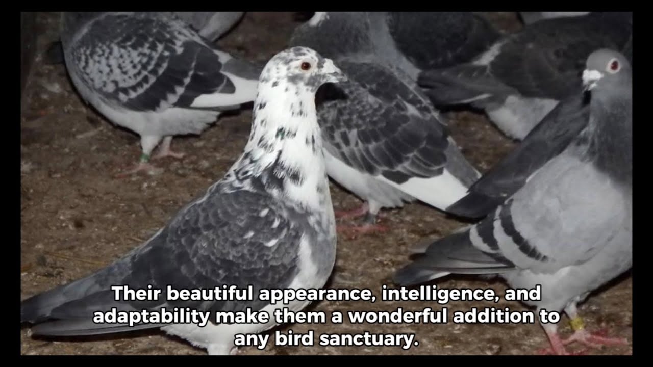 STAF Van Reet Pigeons History - YouTube