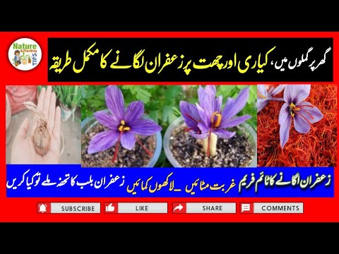 How to grow Saffron/Zafran at Home in Pots,at your roof or in Kitchen ...