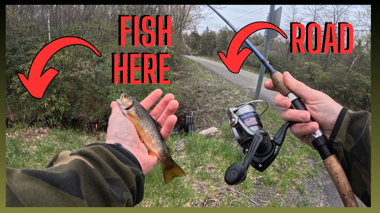 Roadside Ditch Brook Trout-Fishing Spot Hidden in Plain Sight #fishing ...