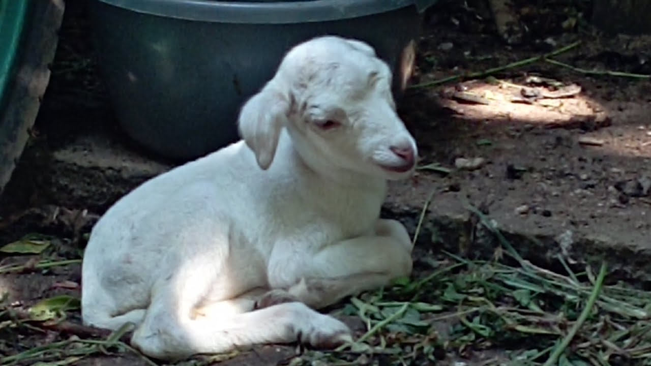 HASIL BREEDING DOMBA, UMUR 7 HARI #domba #breedingdomba - YouTube