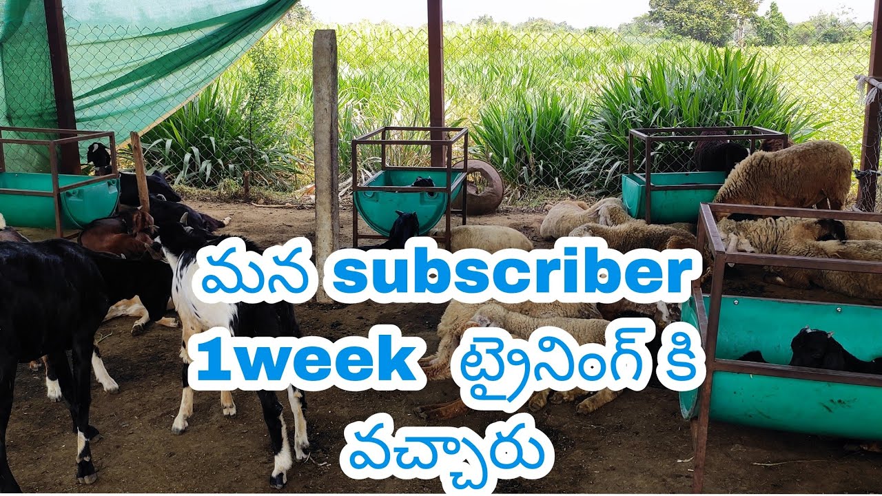 మన subscriber 1week ట్రైనింగ్ కి వచ్చారు, Goat farm training ...