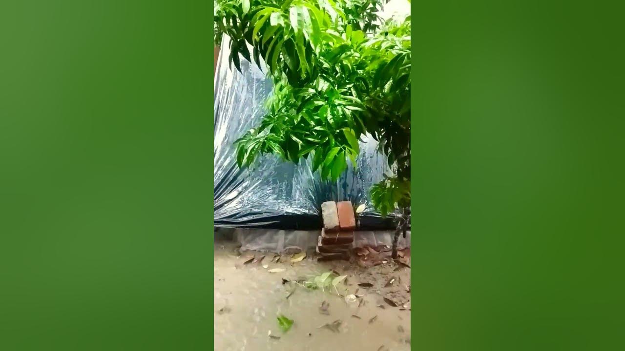 Rain Sound Sound Of Heavy Rain shorts YouTube rain-sound-sound-of-heavy-rain-shorts-youtube