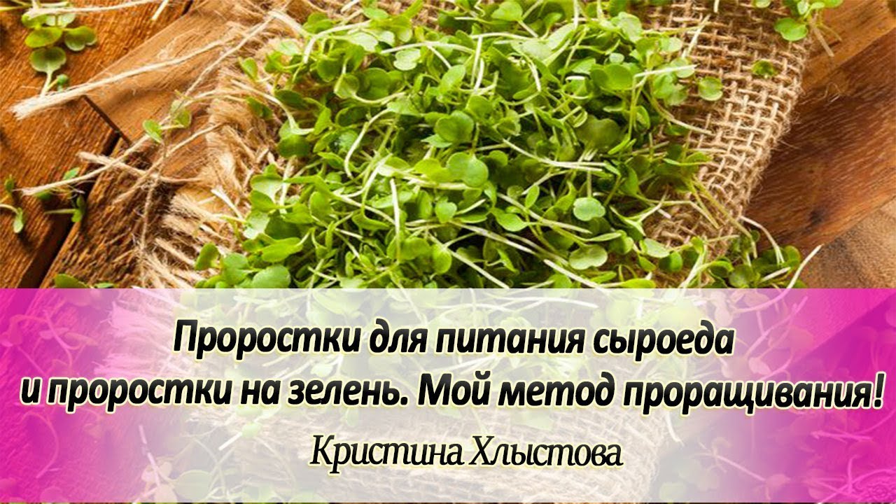 🔆 Проростки для питания сыроеда и проростки на зелень. Мой метод ...
