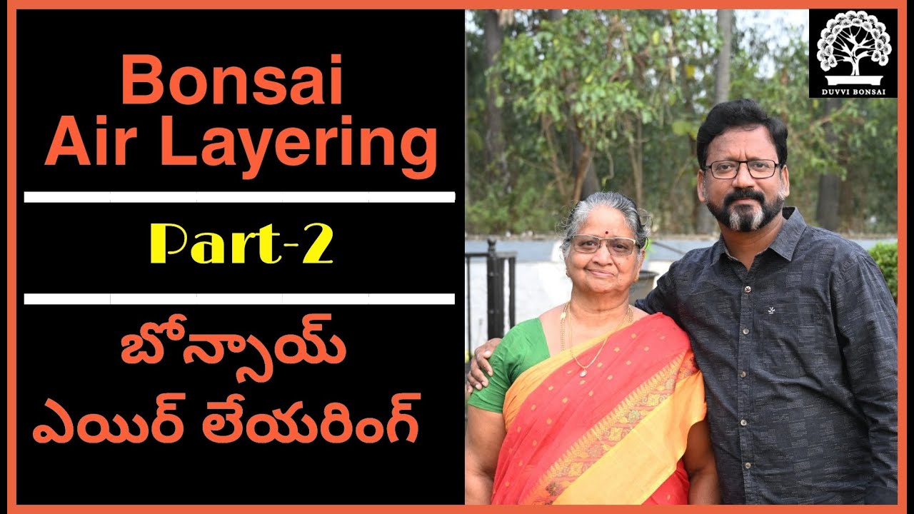 Bonsai Air Layering Part-2 || బోన్సాయ్ ఎయిర్ లేయరింగ్ పార్ట్-2 - YouTube