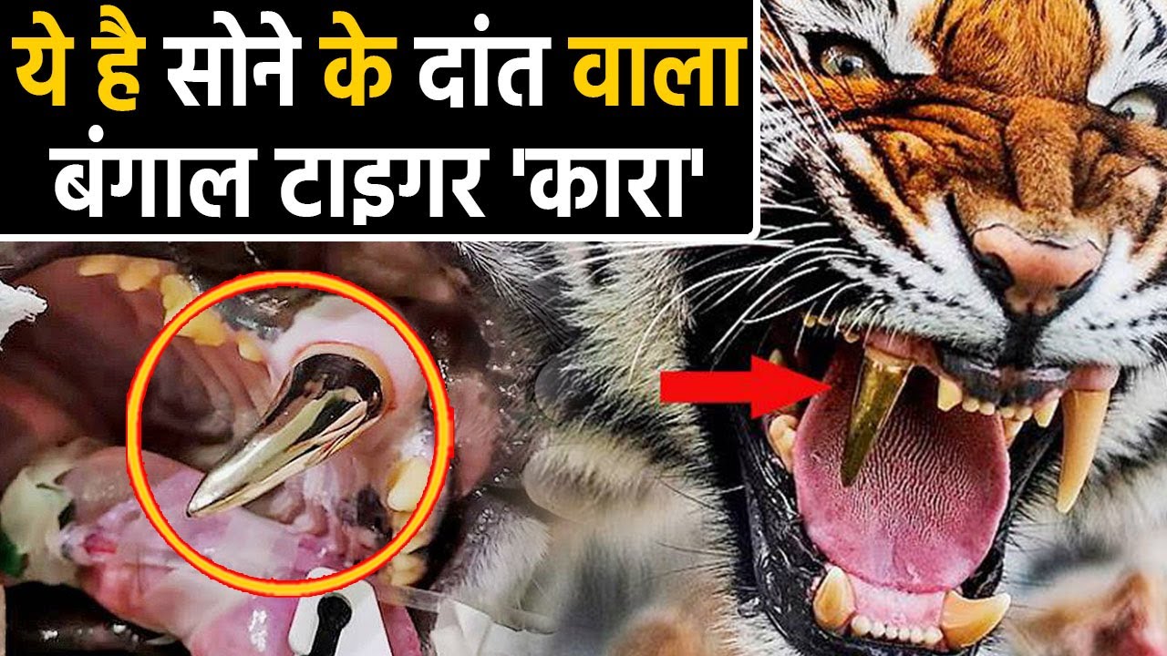 Bengal Tiger Kara क्यों सुर्खियों में है, इस बाघ को क्यों लगाया गया ...