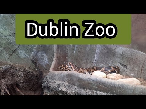 Snakes At Dublin Zoo - YouTube