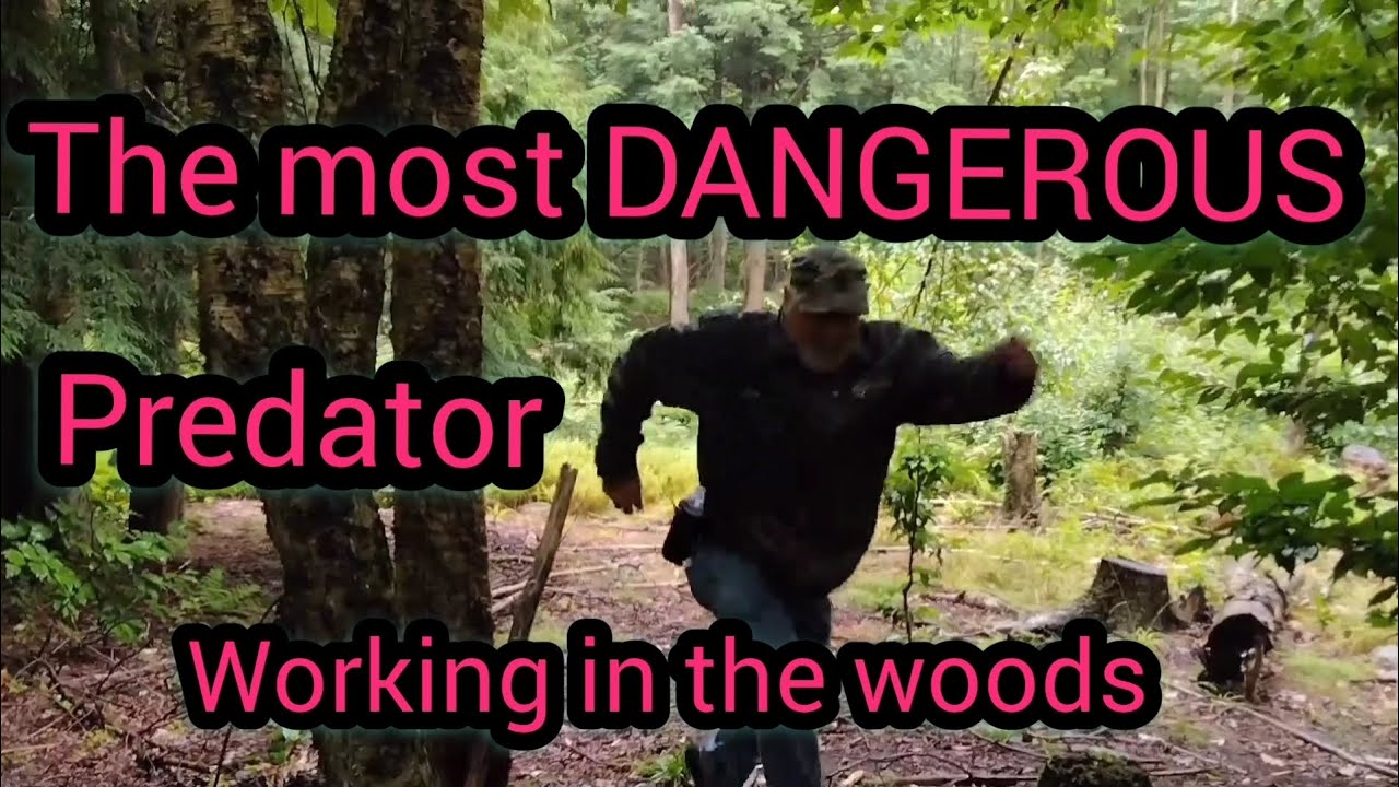 Dealing with DANGEROUS PREDATOR'S while working in the woods. - YouTube