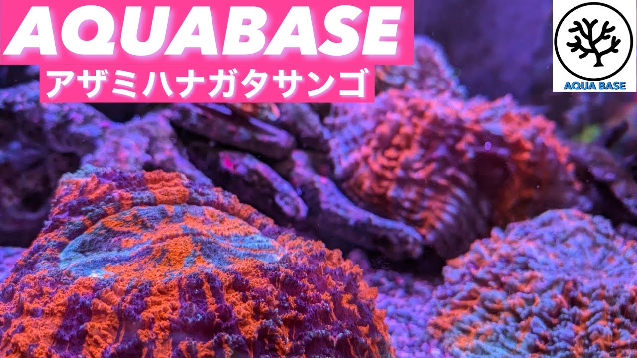 アザミハナガタサンゴ 在庫紹介 横浜にあるサンゴ専門店 AQUABASE（アクアベース） - YouTube