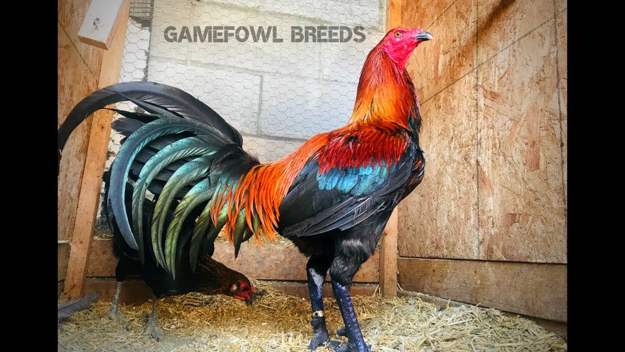 Pure Peruvian Canete Brood/USA - YouTube