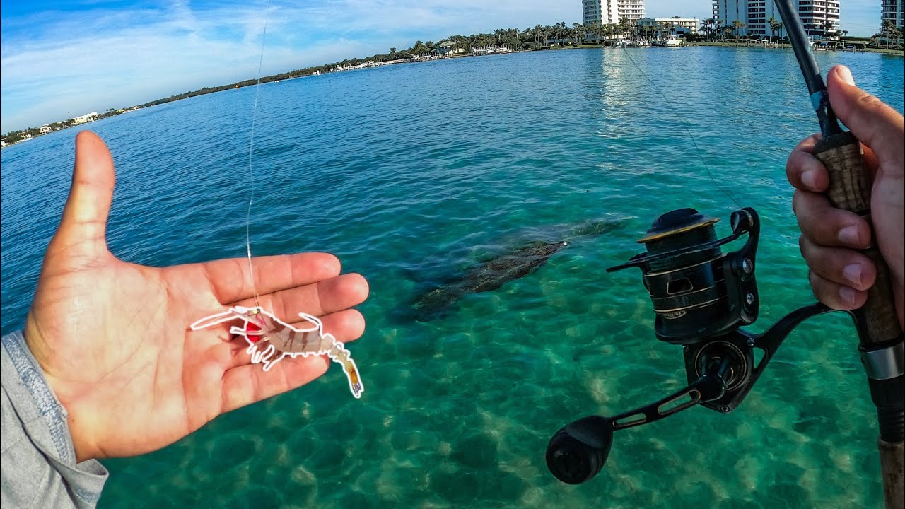 Tropical Flats Fishing With Shrimp In Ultra Clear Beautiful Water - YouTube