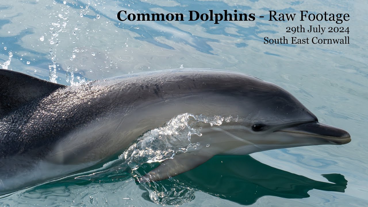 Common Dolphins off South East Cornwall - raw footage - YouTube