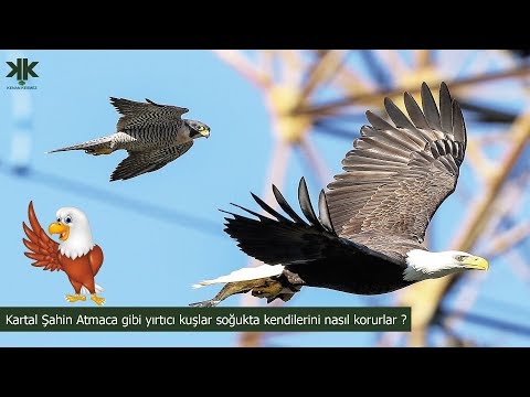 Kartal Şahin Atmaca gibi yırtıcı kuşlar soğukta kendilerini nasıl korurlar? (Çocuk Belgeseli) 🦅