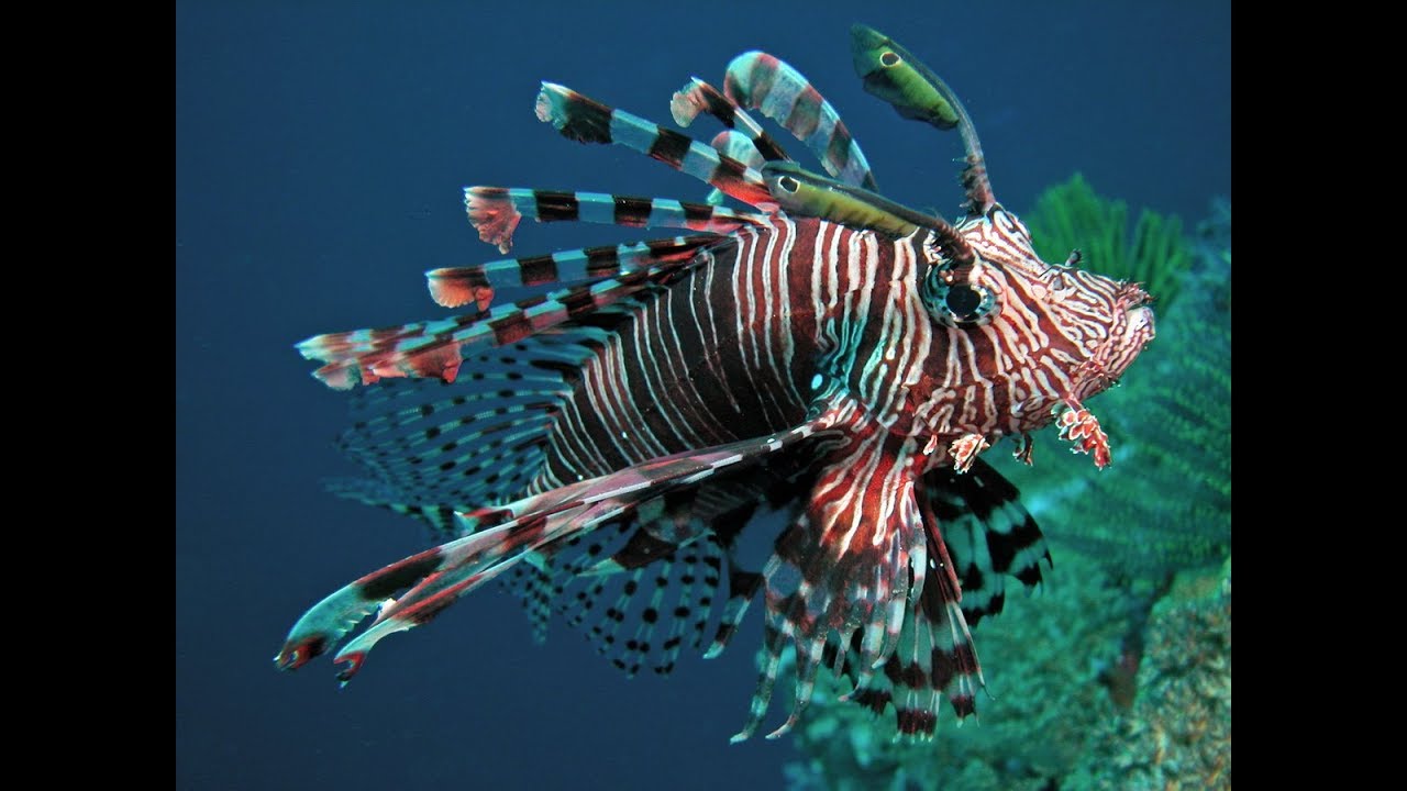 【SSTV】 Why Is Lionfish Dangerous | Alien Invasion | Monster Fish - YouTube
