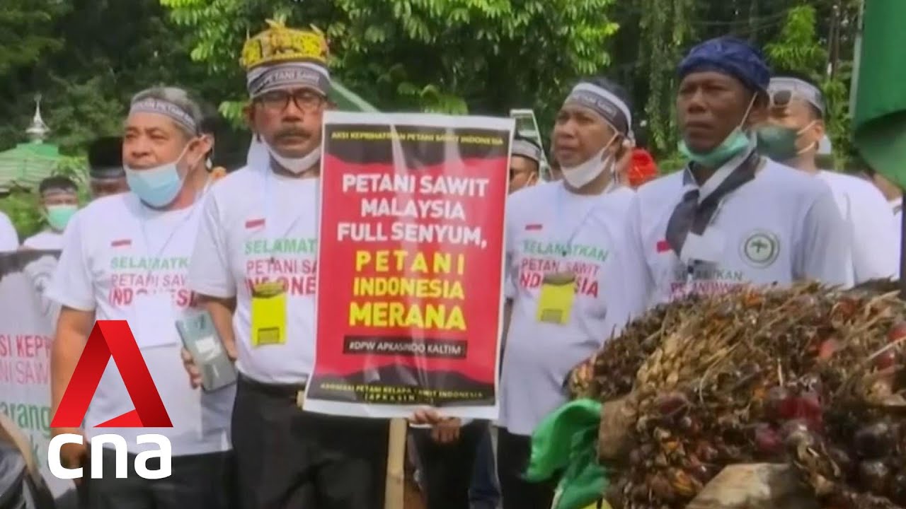 Hundreds of farmers in Indonesia protest against palm oil export ban ...