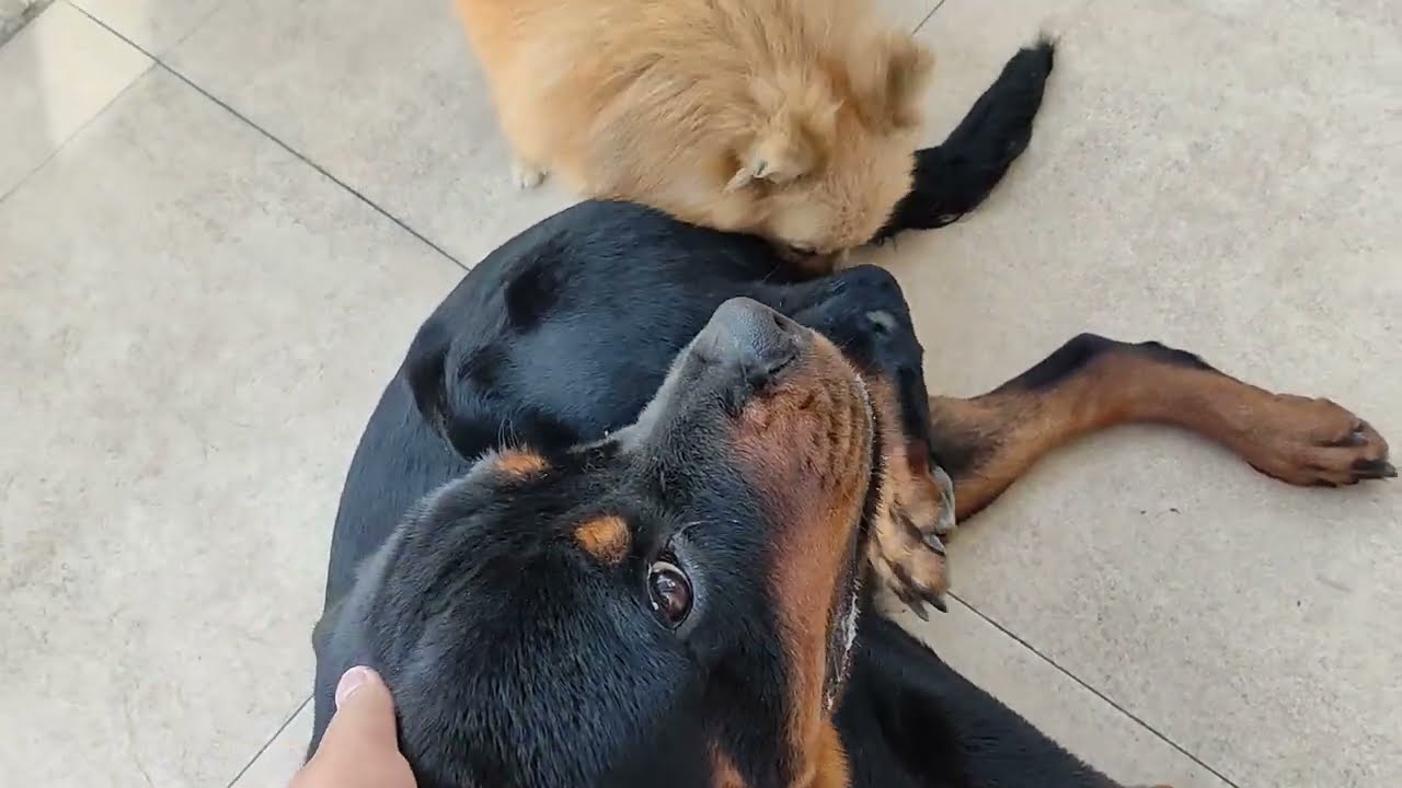 25 day pregnant dog (sign of miscarriage?) - YouTube