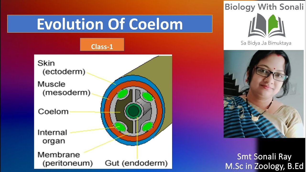 Evolution of Coelom || Class-1 || B.Sc 2nd Semester zoology || Core ...