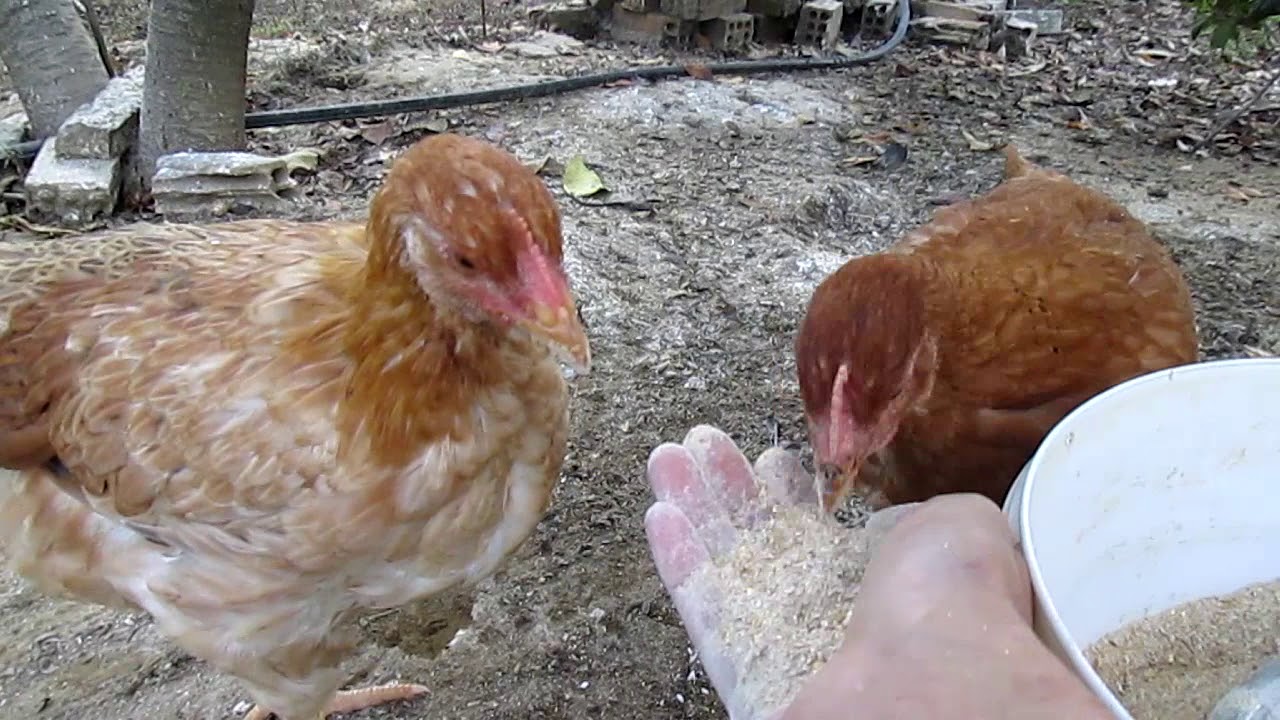 Chicken wants attention - YouTube