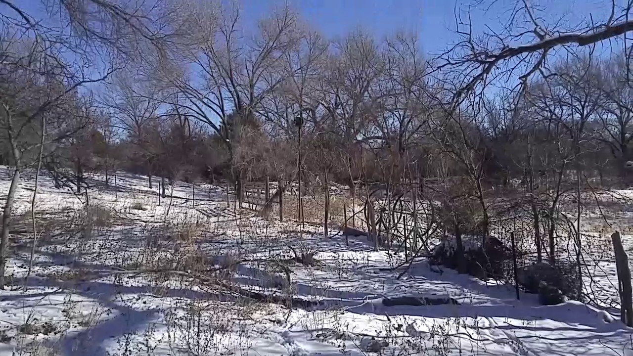 Tracking Wild Turkeys In The Snow - YouTube