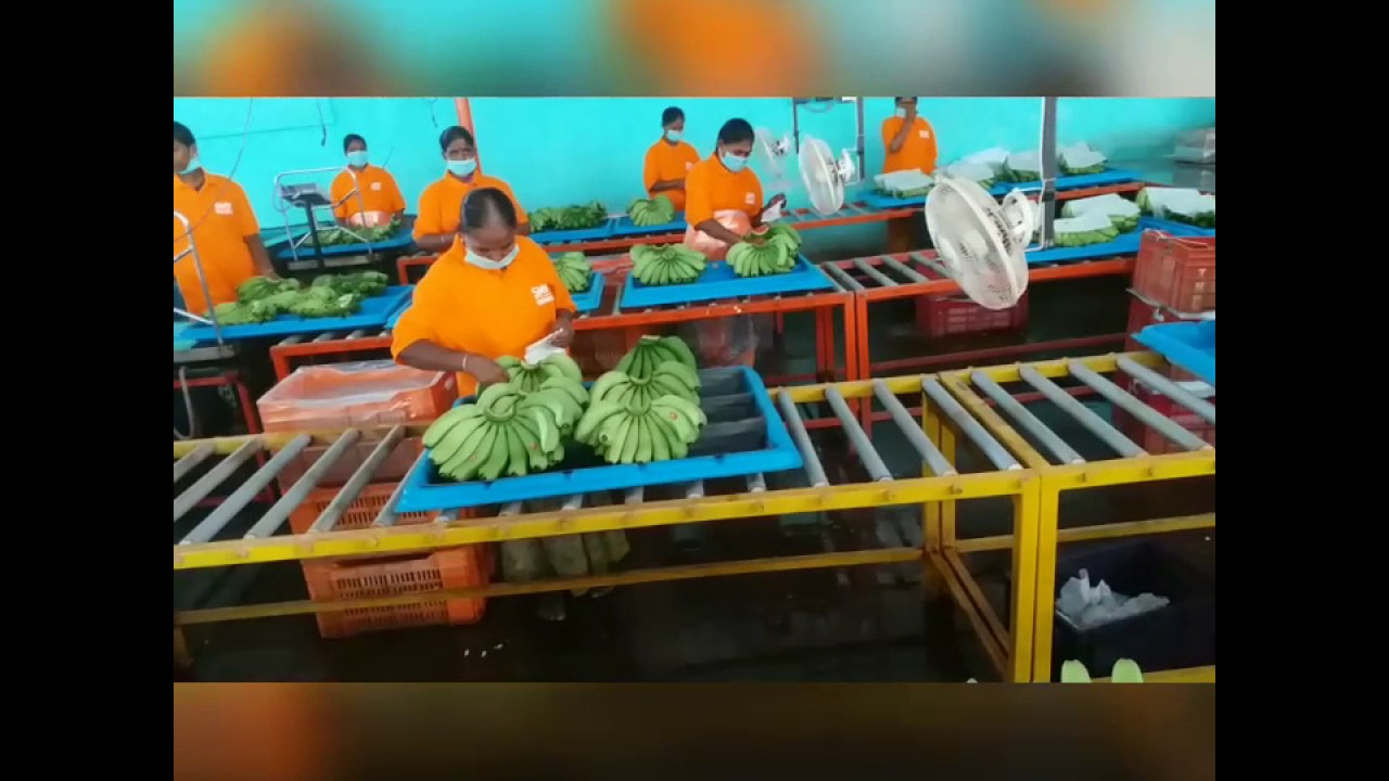 Smv banana exports packing unit - YouTube