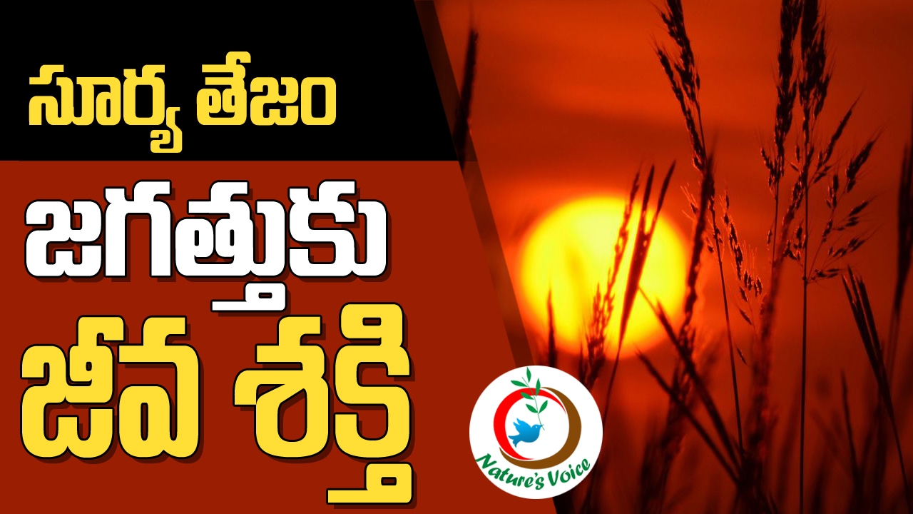 Why Sun is Important? - YouTube