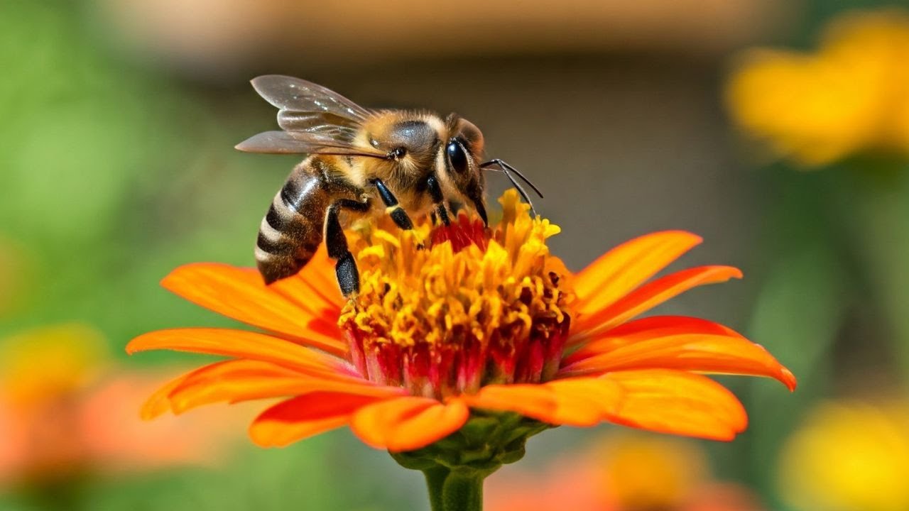 Bee sounds 1 hour for sleeping, Healing white noise, ASMR with bees ...