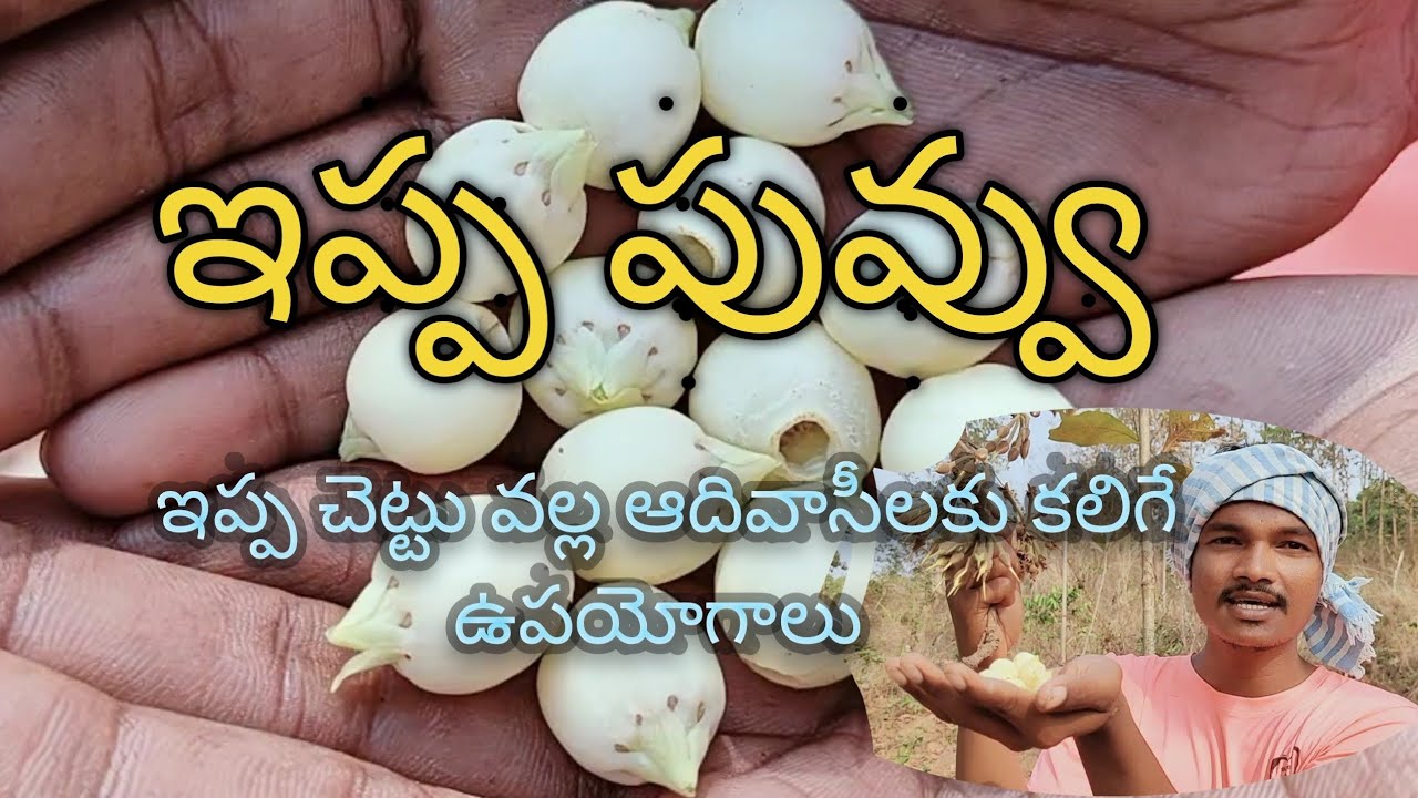 trbal living#ippa puvvu#creativity - YouTube