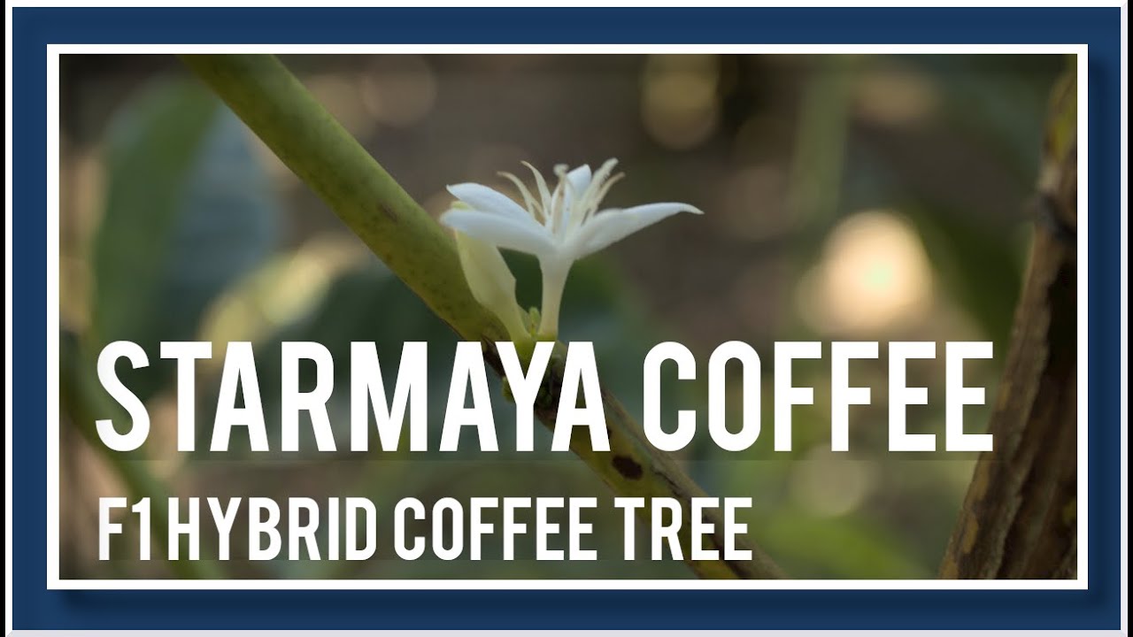 Starmaya Coffee - YouTube