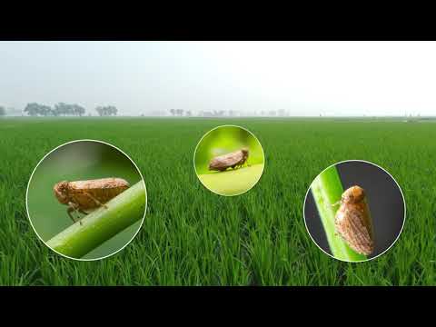 Pyraxalt active - Managing Insect Resistance