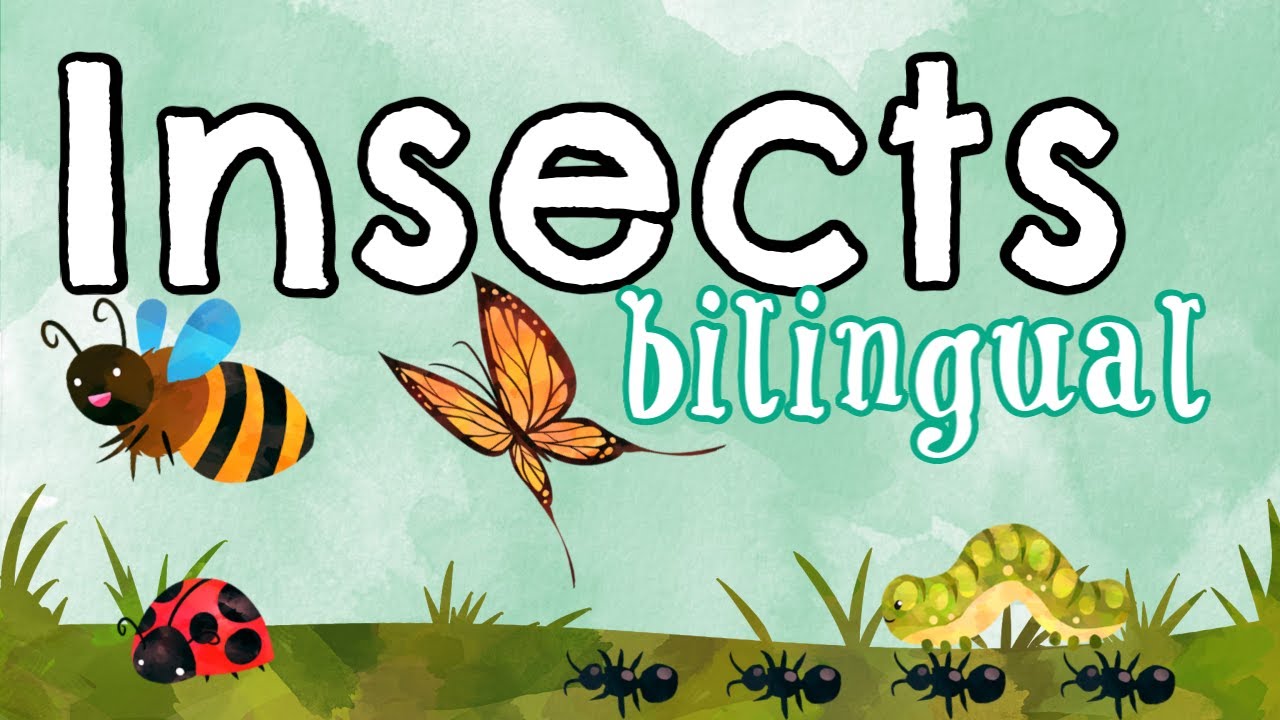 Insect Bilingual Storytime - YouTube