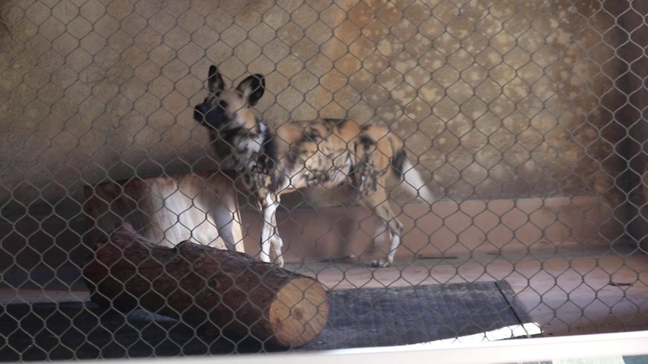 African Wild Dog Training Session at Denver Zoo - YouTube