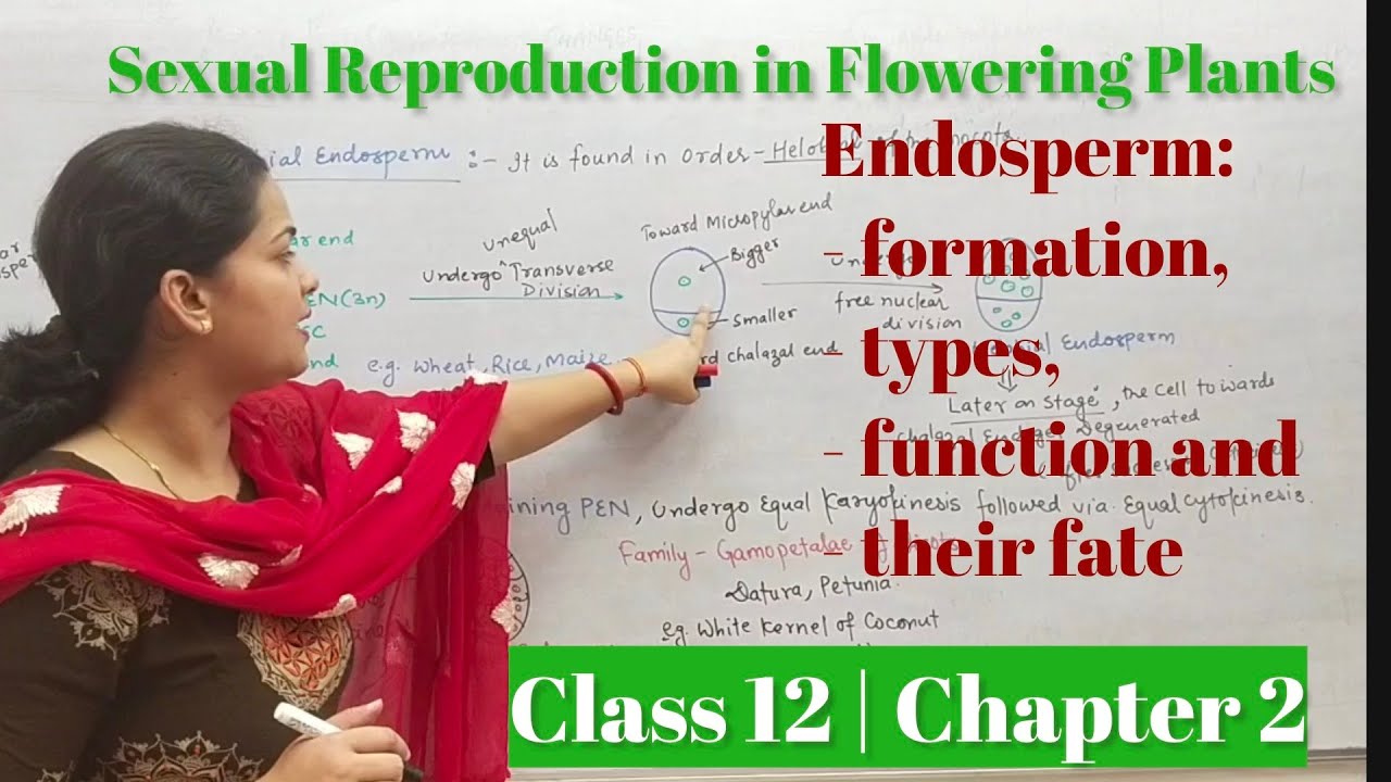 Endosperm:Origin, formation, types, functions and their Fate,Sexual ...