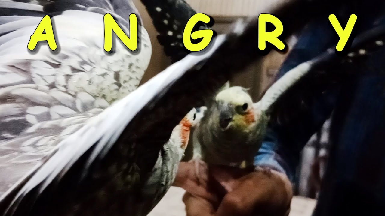 Cockatiel Angry in Front of Mirror - YouTube