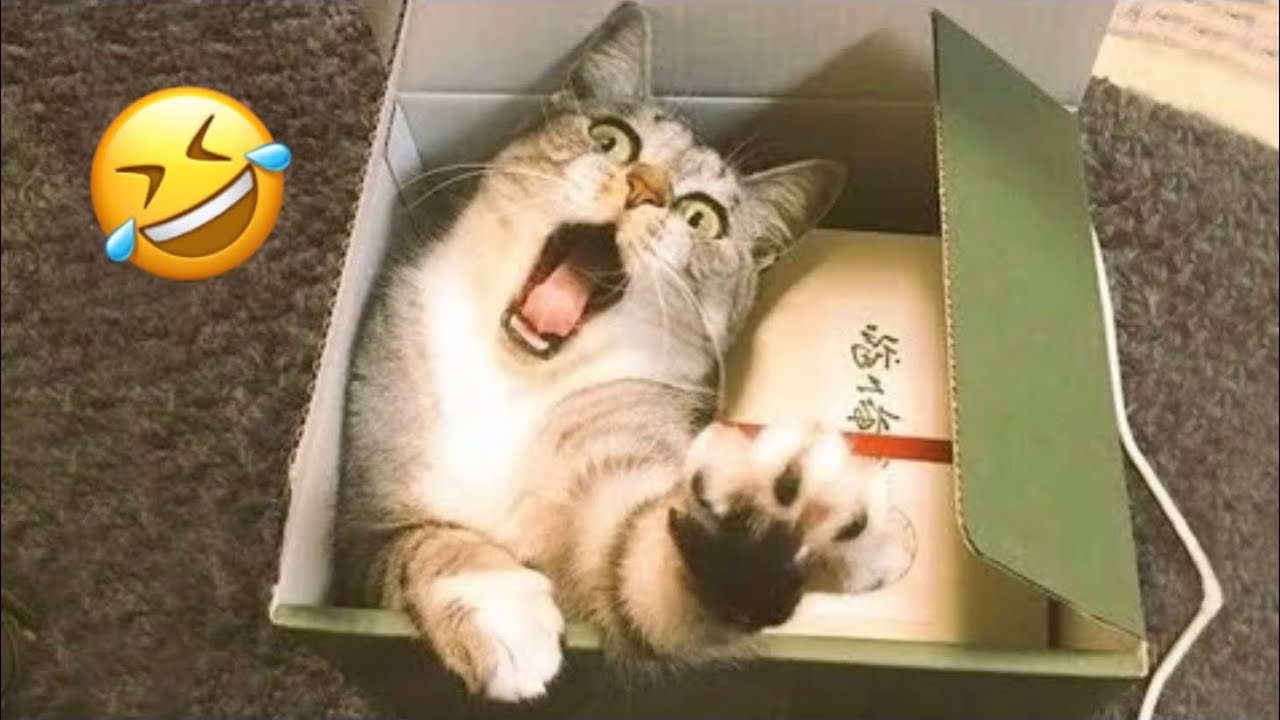 The best cat memes of 2024 so far - YouTube