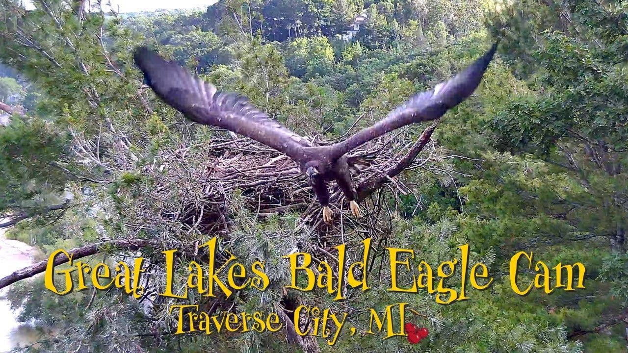 Young Bald Eagle Stormy Returns from the North! Epic Fly-In, Nest Snack ...