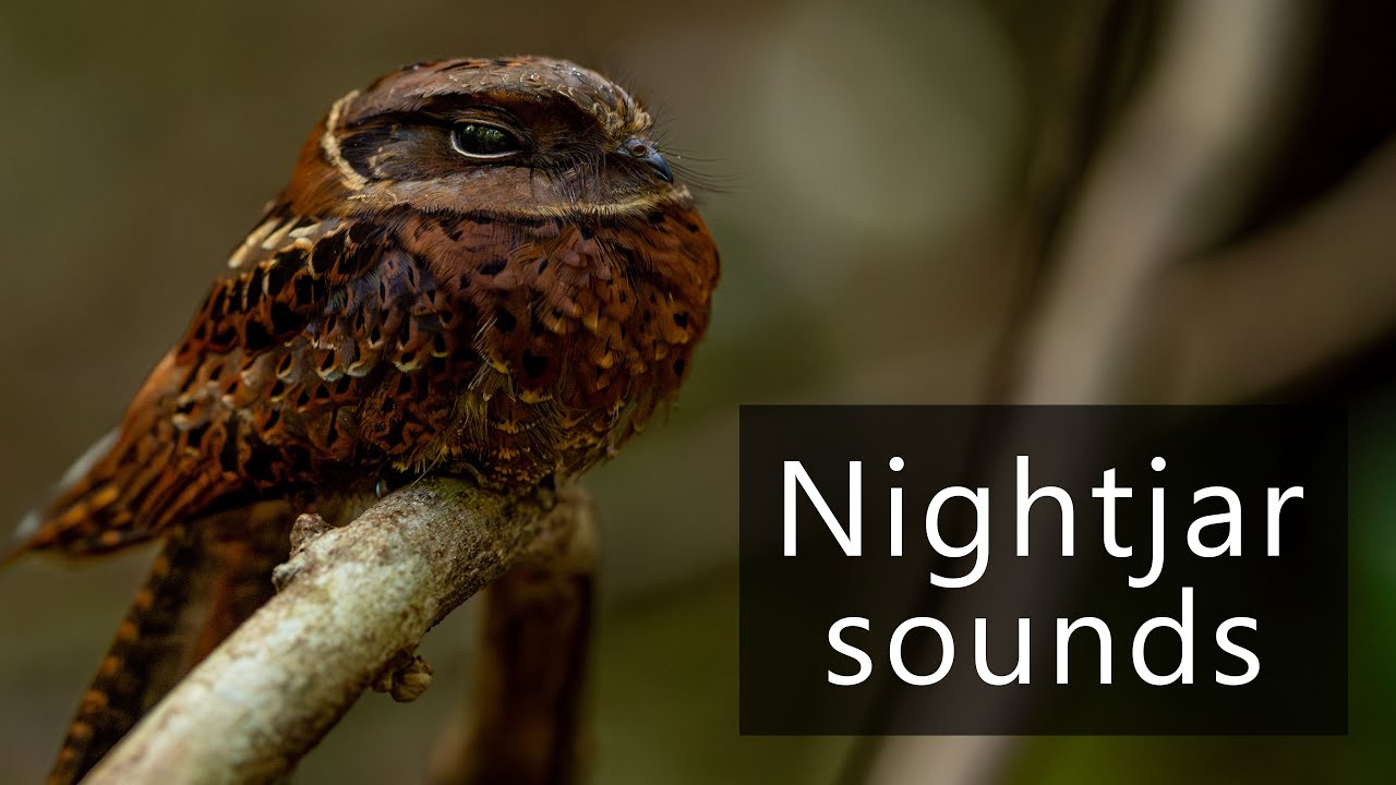 The sounds of Madagascar nightjar - YouTube
