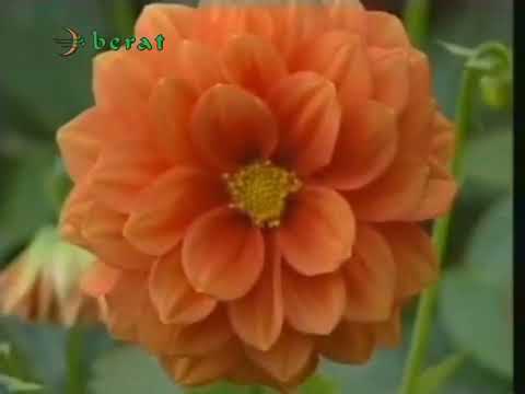 BERAT TV KARIŞIK İLAHİLER 6
